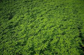 Perché costruire casa con la canapa? Ve lo spiega l'Università di Bath ...