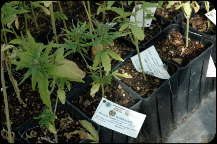 Vuoi salvare il pianeta? Adotta una pianta di canapa con Canapa Live ...