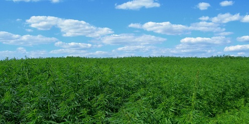 Incentivare la canapa in Puglia: ecco la proposta di legge - Canapa ...