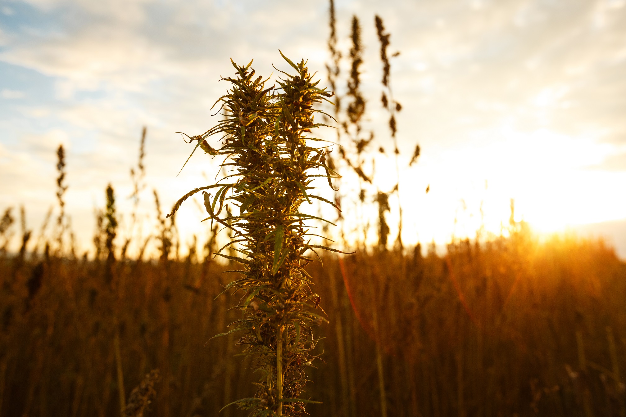 L'EIHA all'Europa: "Il limite dello 0,2% di THC è un serio svantaggio ...