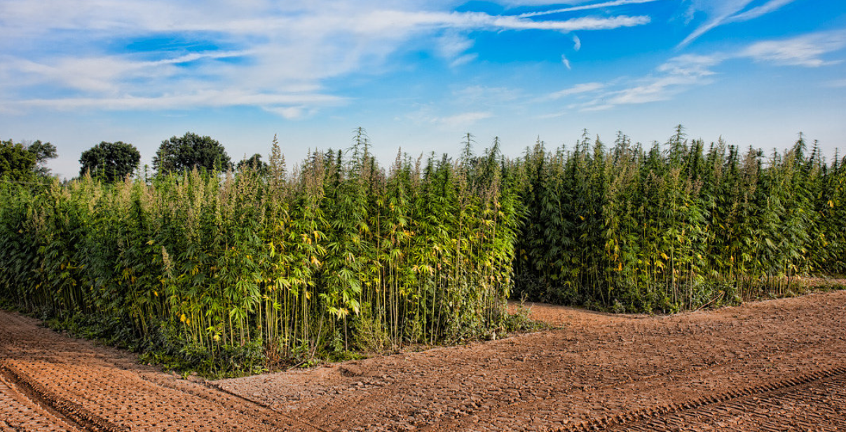 Lo studio del CNR per valutare le capacità nutrizionali di diverse ...