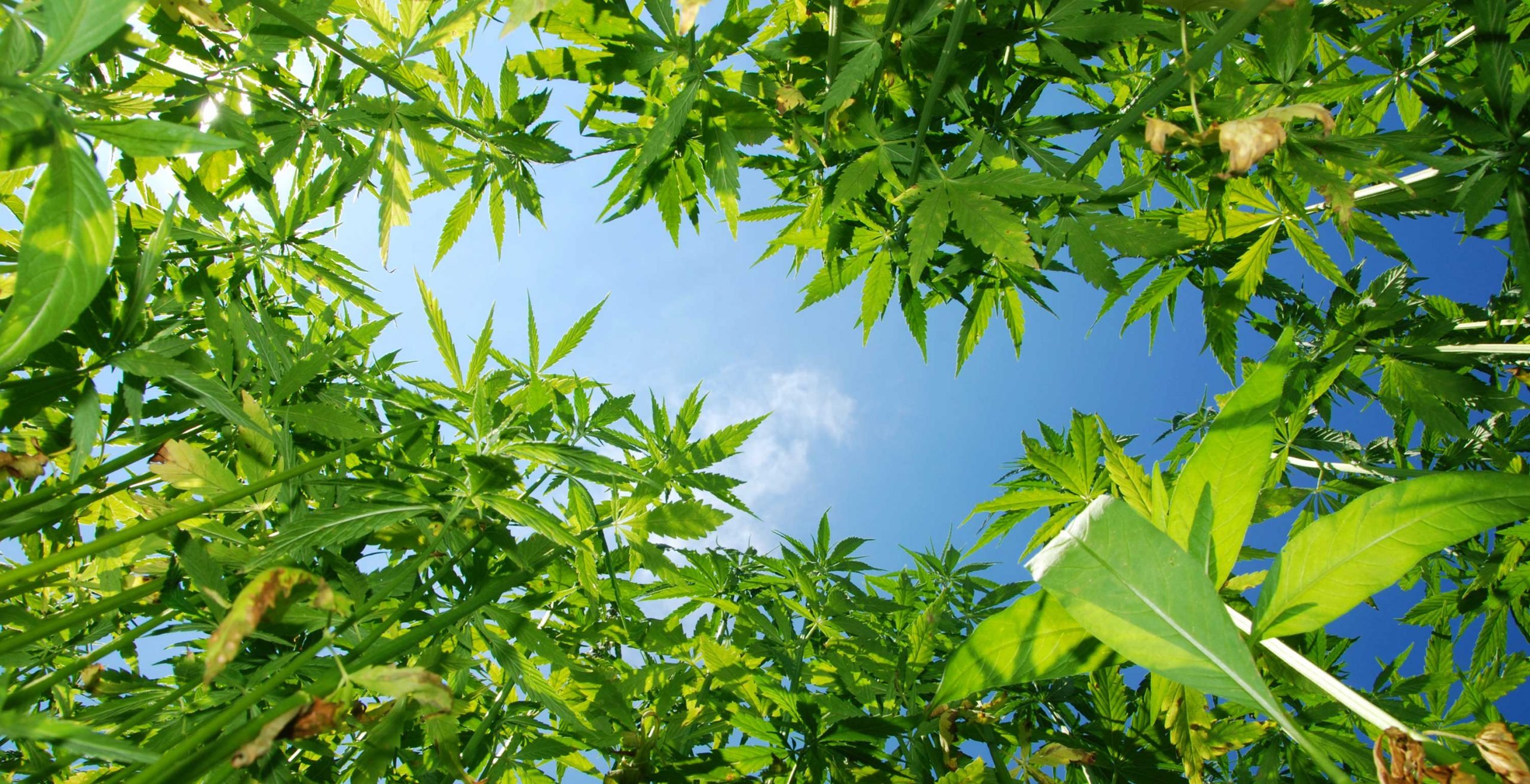 La canapa per la rinascita verde e un vero "New Green Deal" - Canapa ...