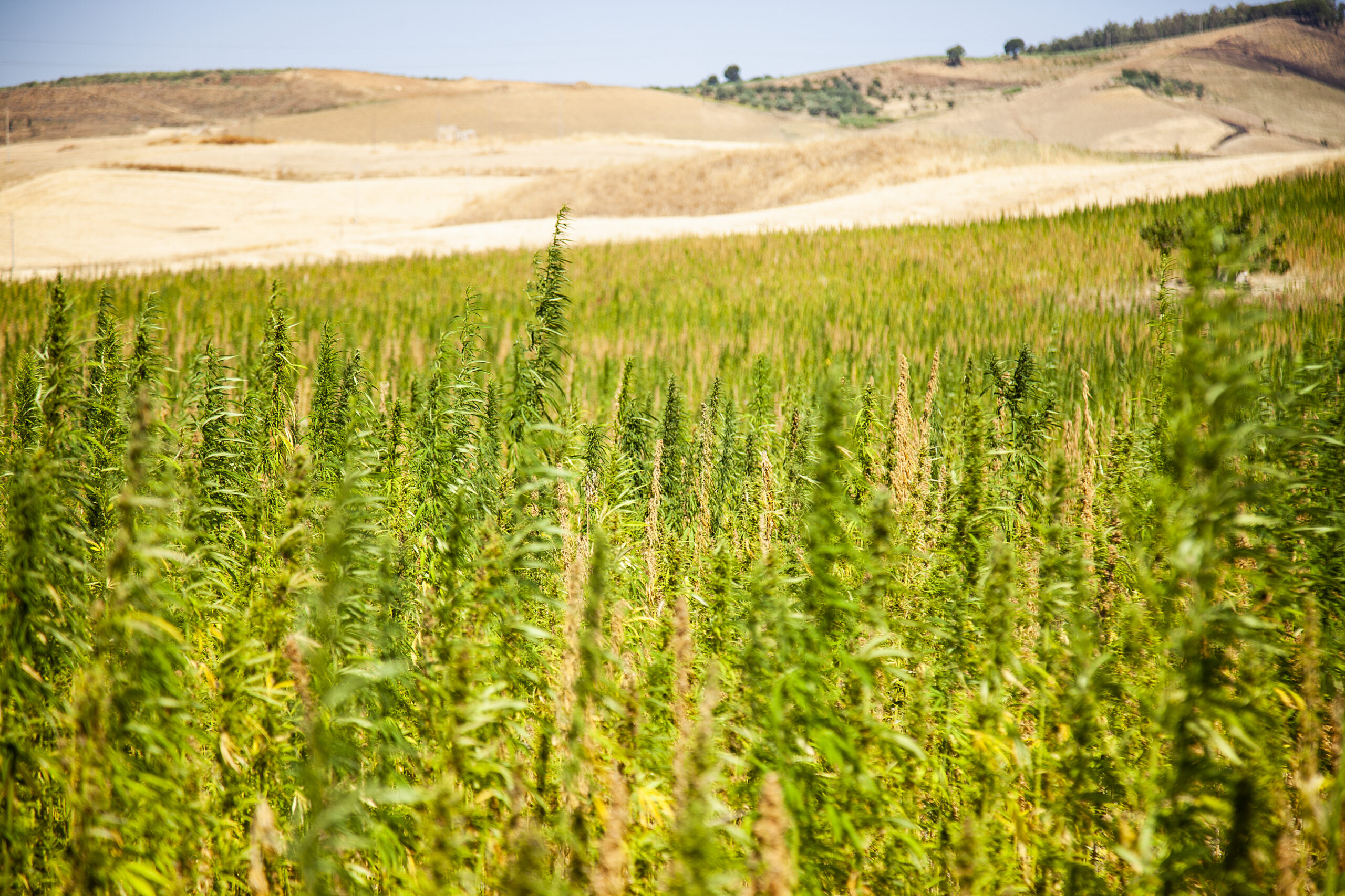 Multicanapa: la prima "Giornata di Campagna" sul confronto di varietà ...